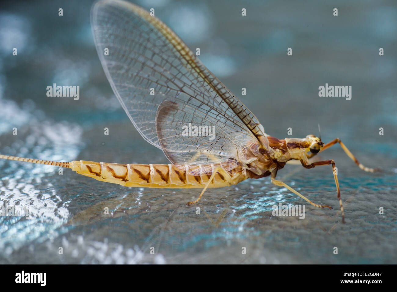 Mayfly (Canadian Soldier) in Cleveland, OHIO Stock Photo - Alamy
