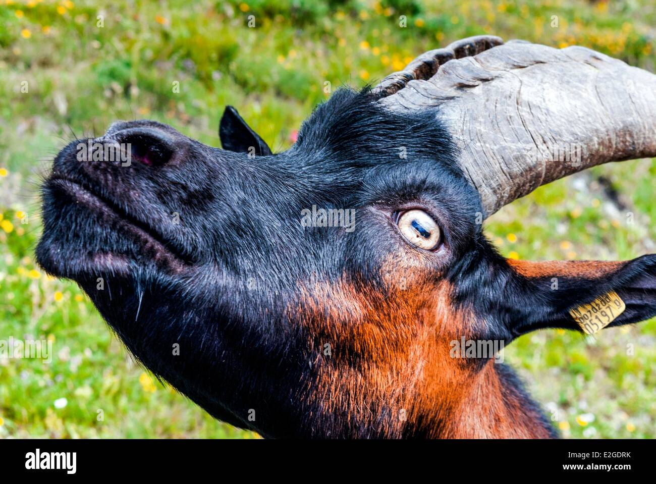 Vetan aosta valley hi-res stock photography and images - Alamy