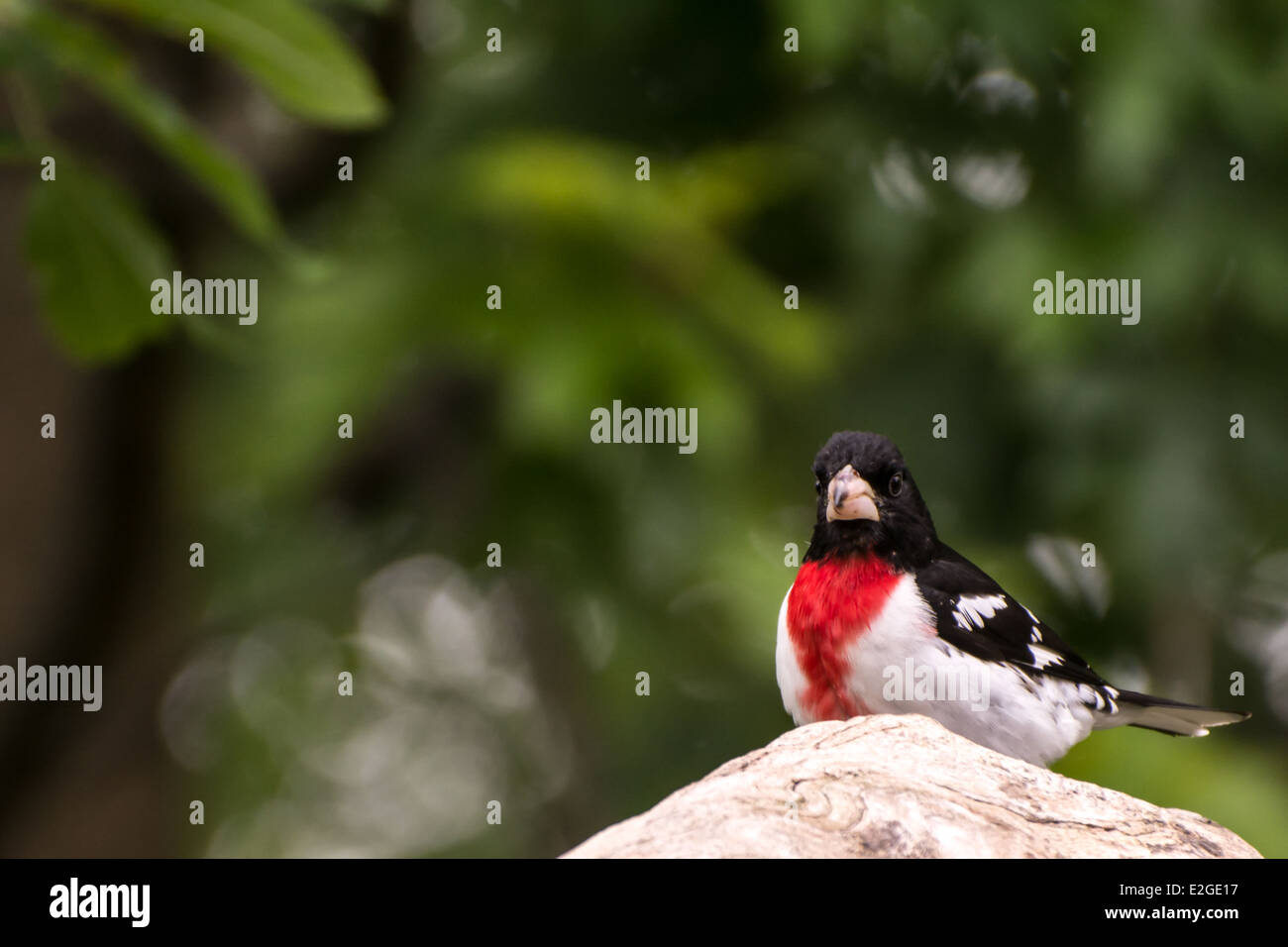 Rose breasted grosbeak hi-res stock photography and images - Alamy
