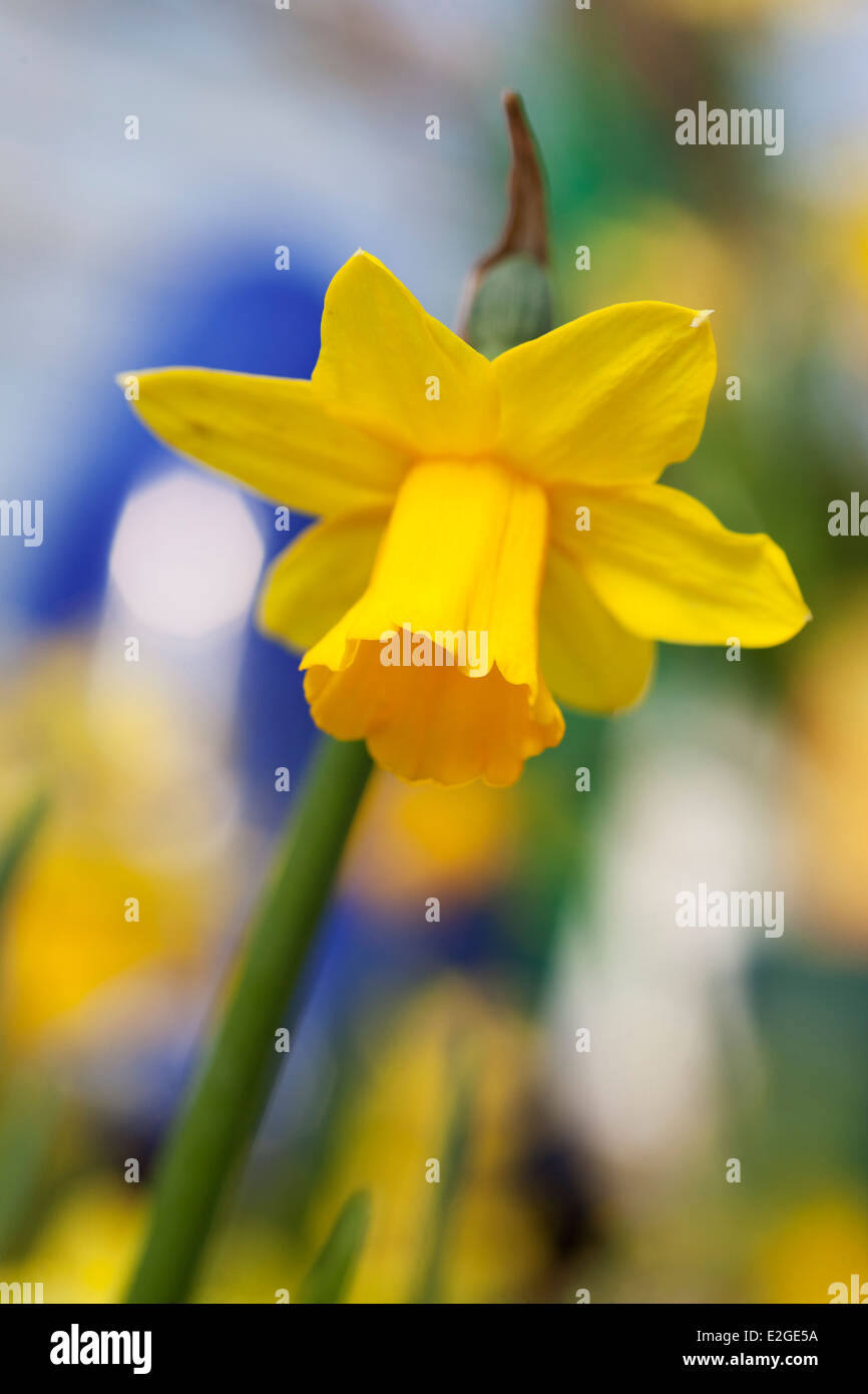 Single yellow daffodil - narcissus flower with soft background Stock ...