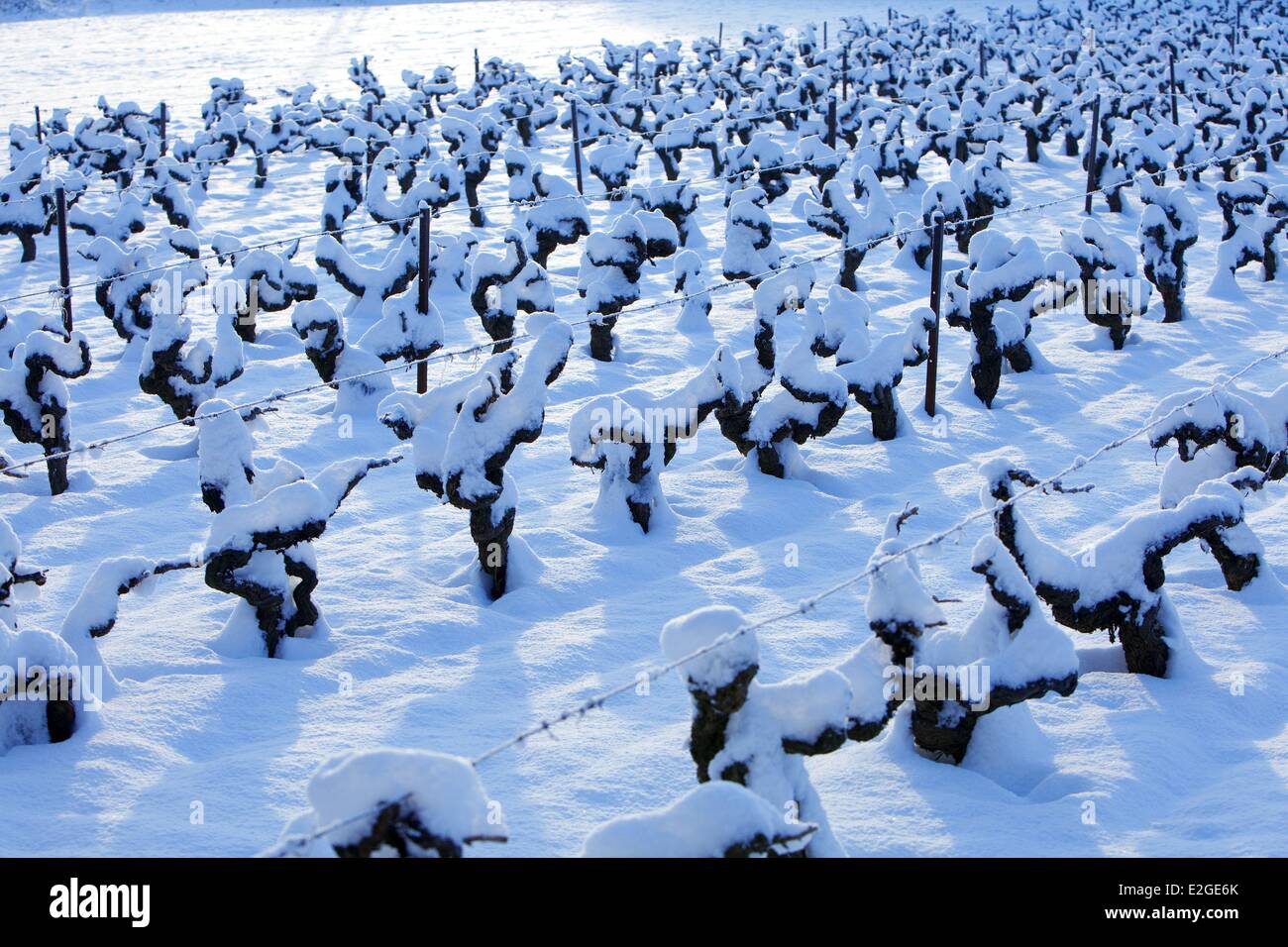 Vines snow hi-res stock photography and images - Alamy