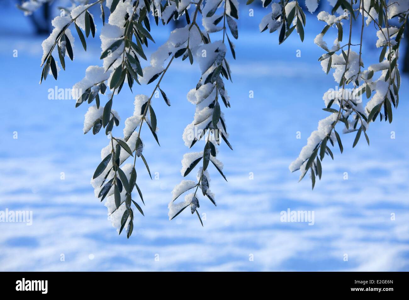 Olive tree in the snow hi-res stock photography and images - Alamy