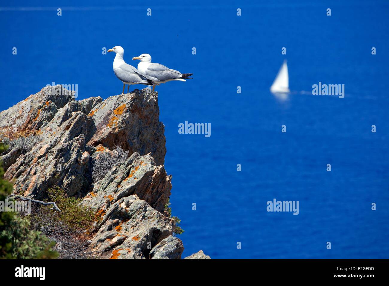 France Var Hyeres Islands National Park of Port Cros island of Port ...