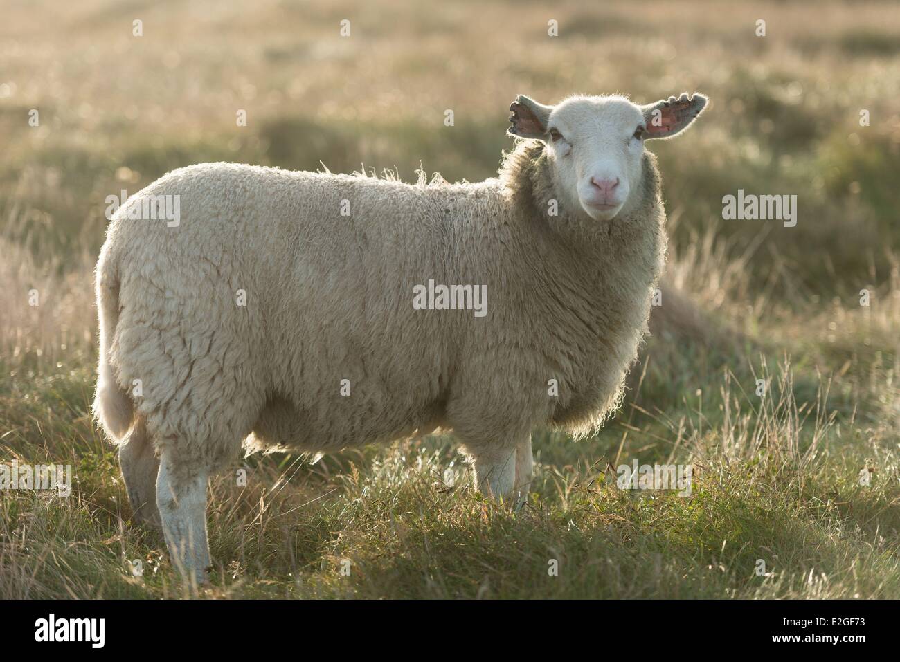 Sheep french coast hi-res stock photography and images - Alamy