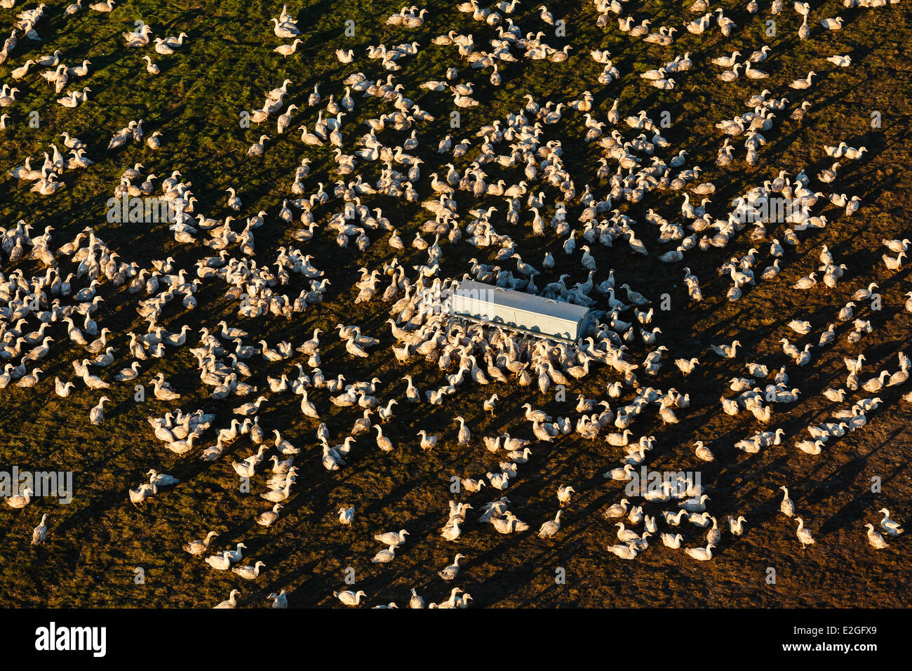 France Vendee Chantonnay duck farm ducks around a feeding bunk (aerial ...