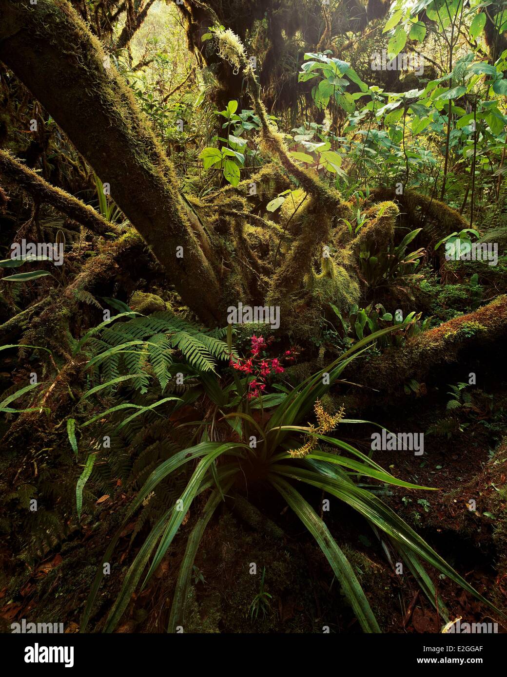 France Ile de la Reunion (French overseas department) Parc National de ...