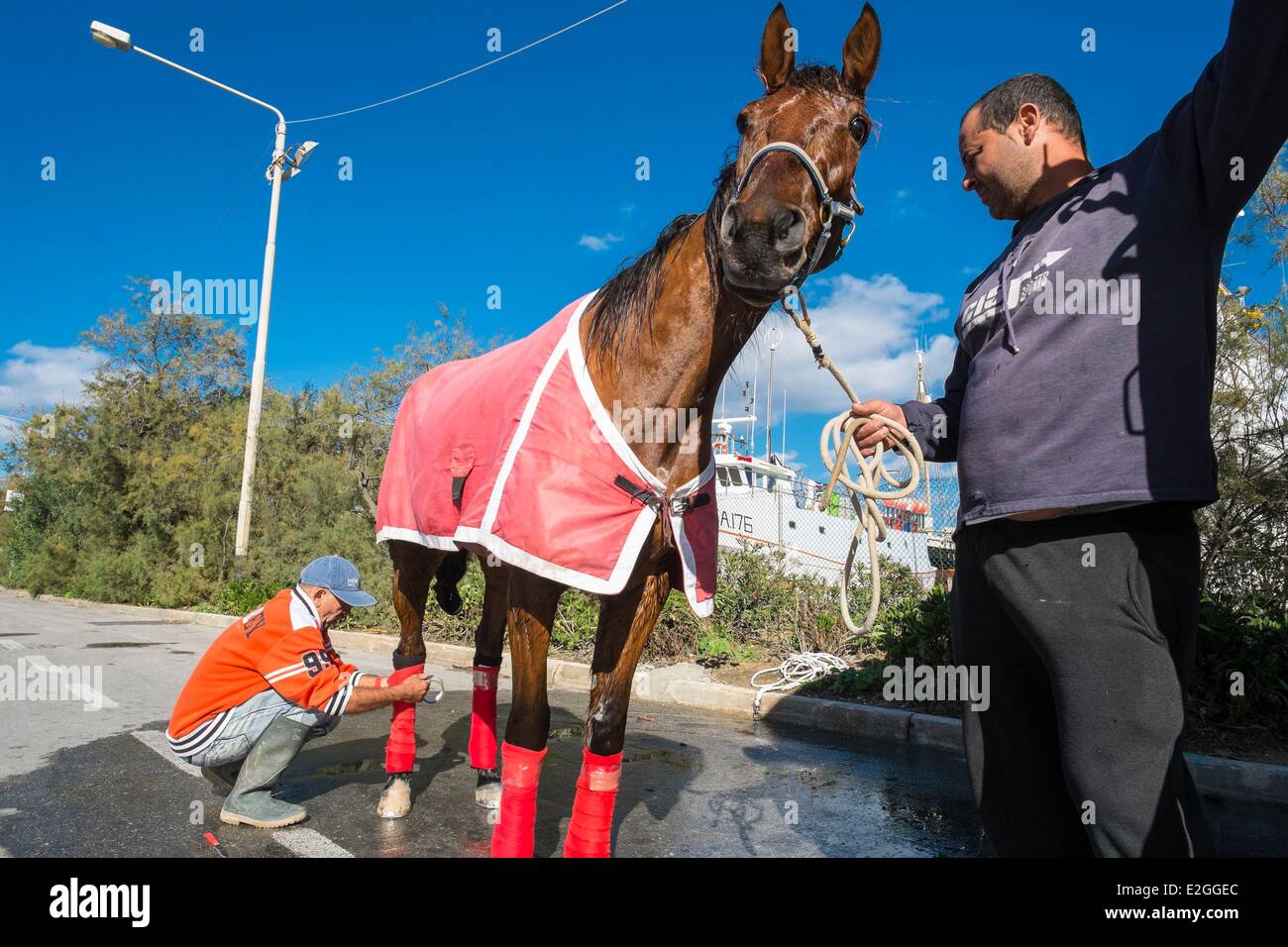 Famous horse hi-res stock photography and images - Alamy