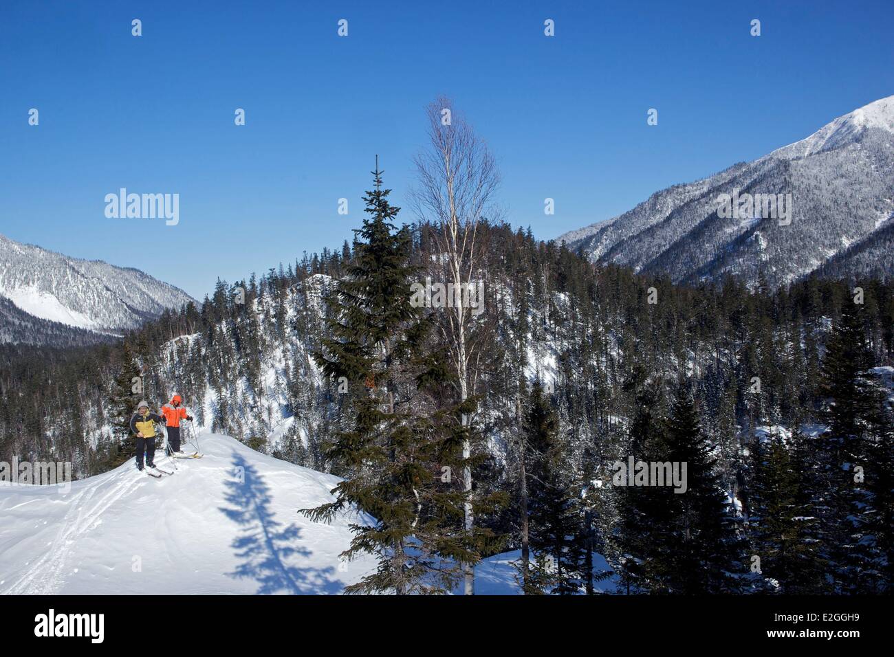 Russia Siberia country ski on forests nearby Snejaia river on Khamar ...