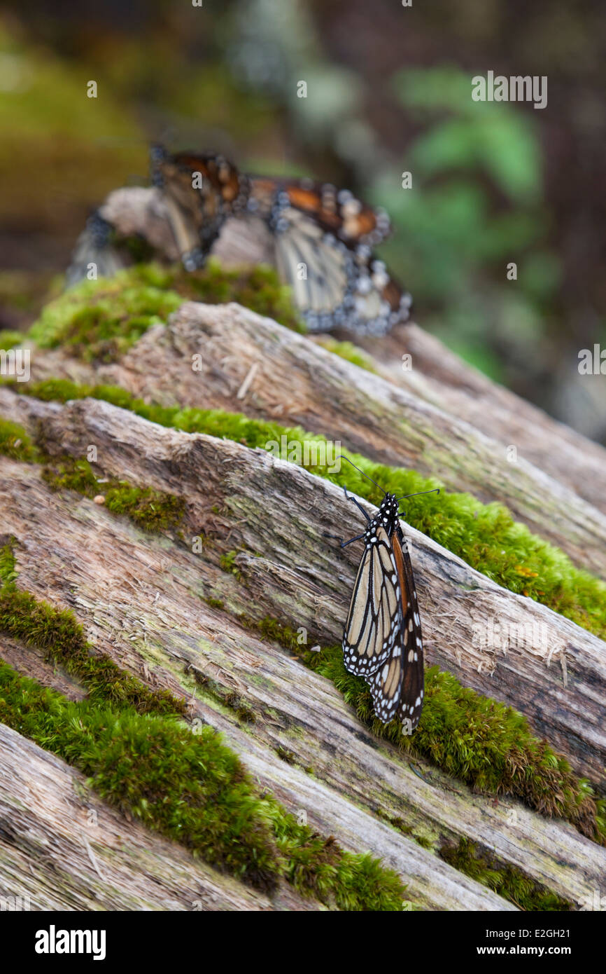 Monarch butterflies gathered on a fallen log at the Monarch Butterfly ...