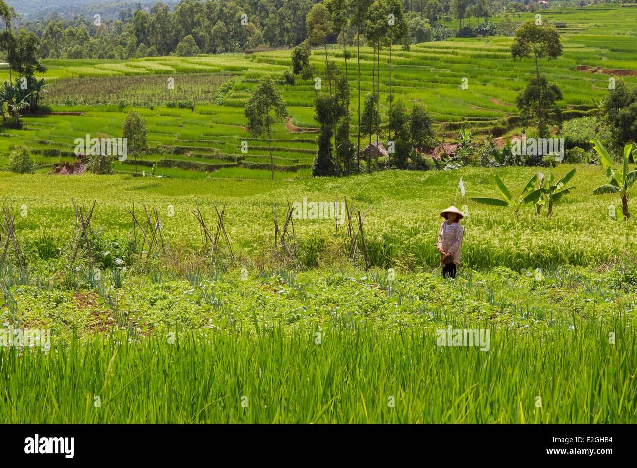 Indonesia Java Island West Java province Cipaganti Woman in a rice ...