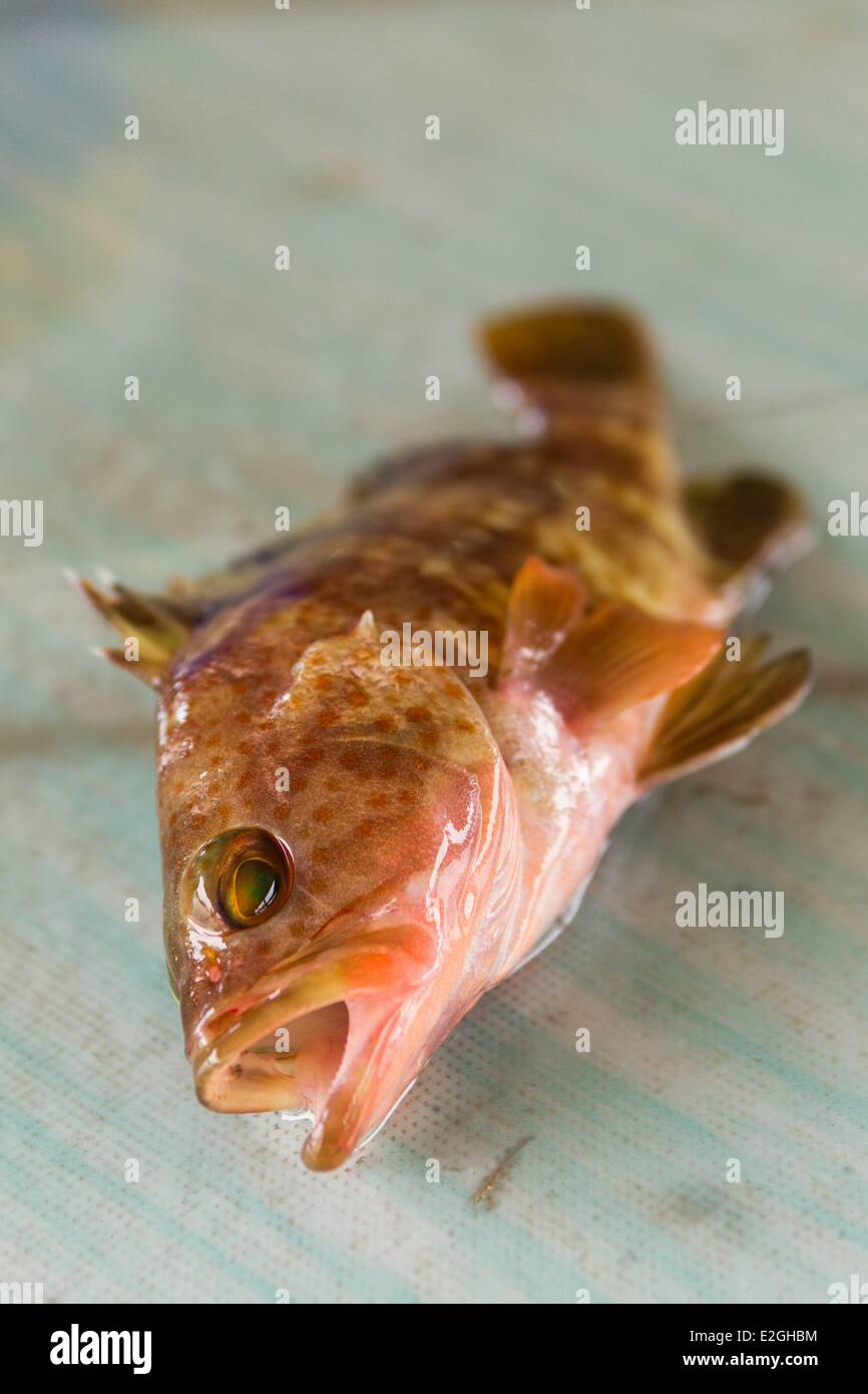 Indonesia Sumatra Island Aceh province Calang Traditional fish market ...