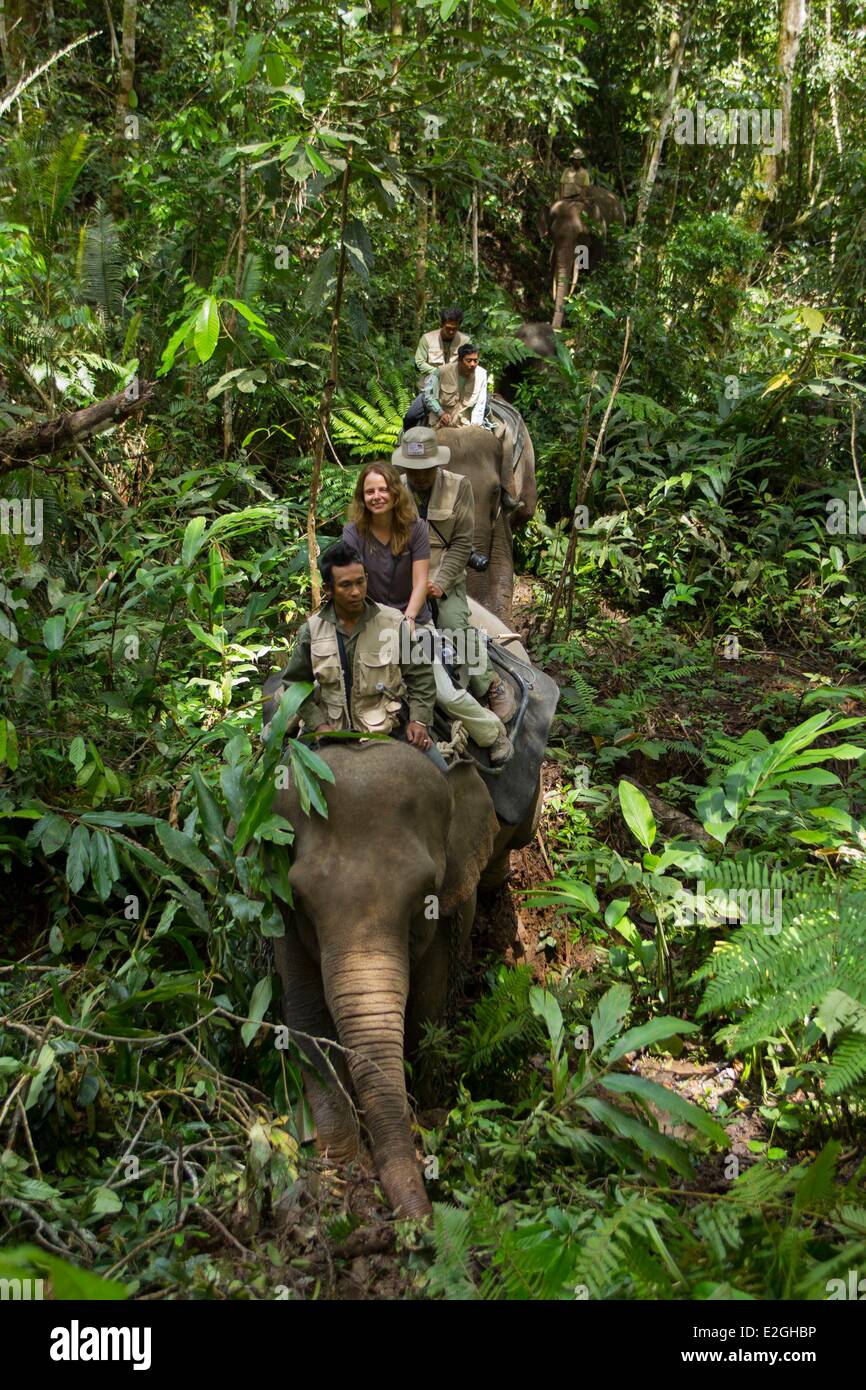Indonesia Sumatra Island Aceh province Elephant trekking in tropical ...