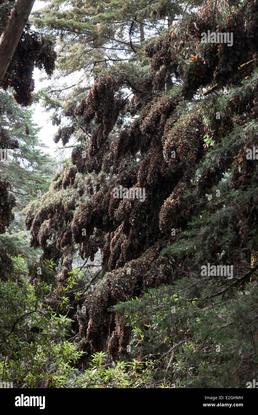 Clusters of monarch butterflies on sacred fir and pine trees at the ...