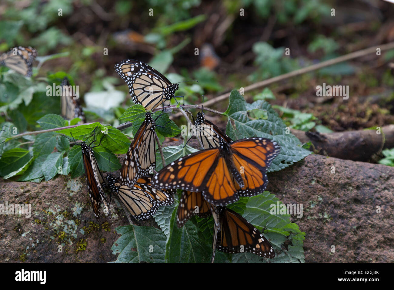 Monarch butterflies gathered on a branch at the Monarch Butterfly ...