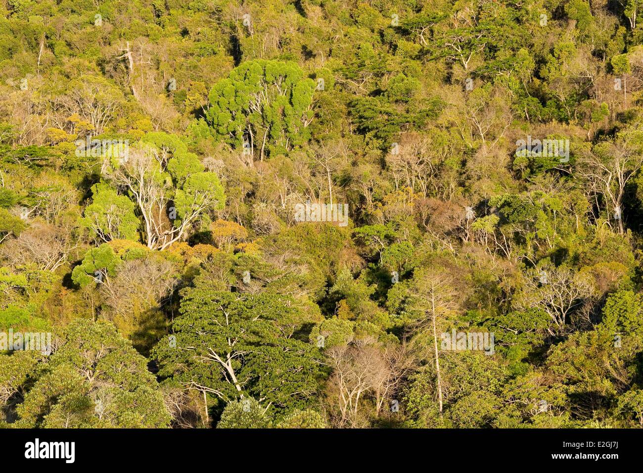 Hd Tropical Dry Forest