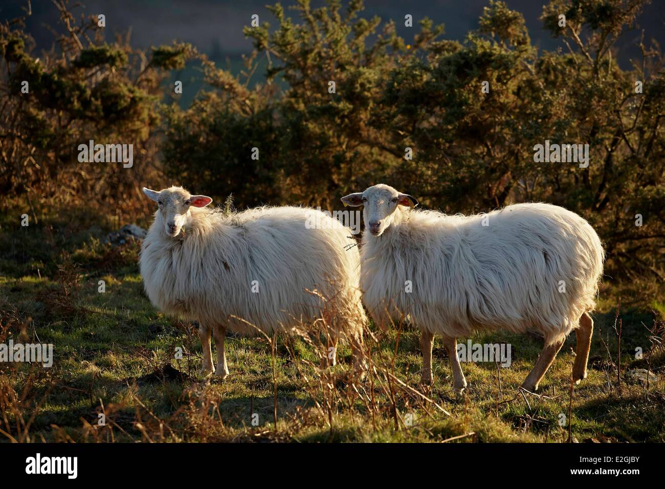 Pyrenees breed hi-res stock photography and images - Alamy