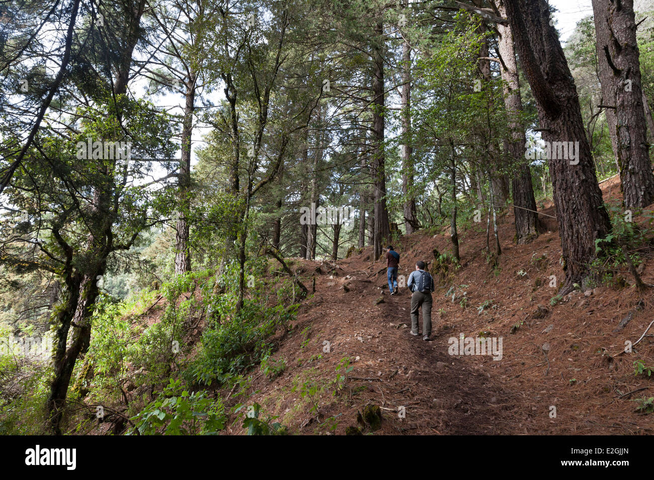Man hiking with a local guide on Cerro Pelon - Donato Guerra, State of ...