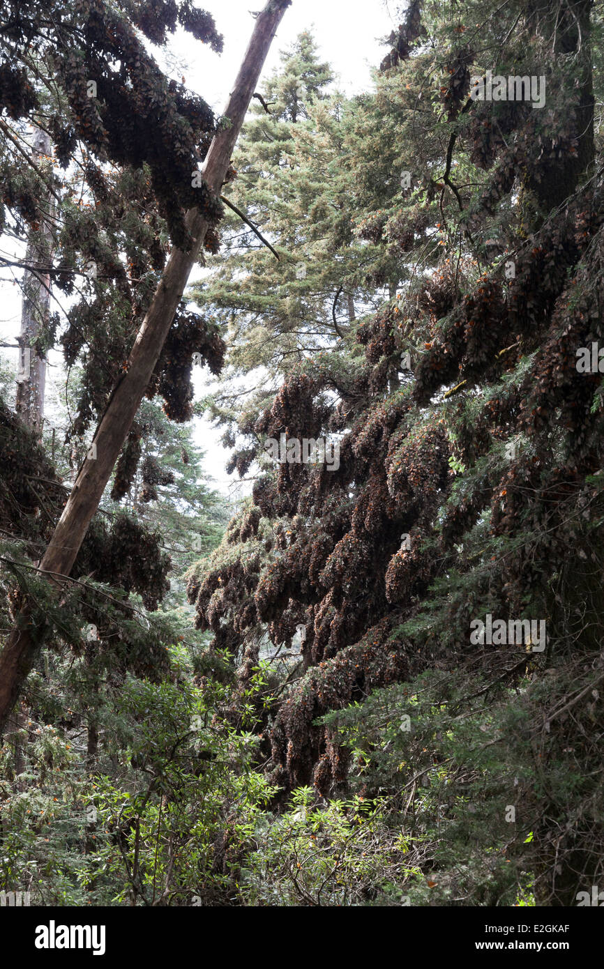 Clusters of monarch butterflies on sacred fir and pine trees at the ...