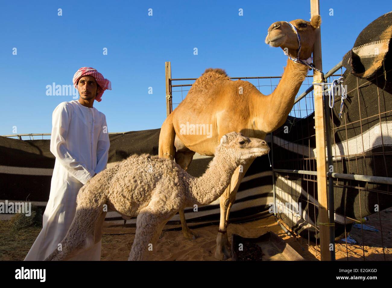 Dromedary camel baby hi-res stock photography and images - Alamy