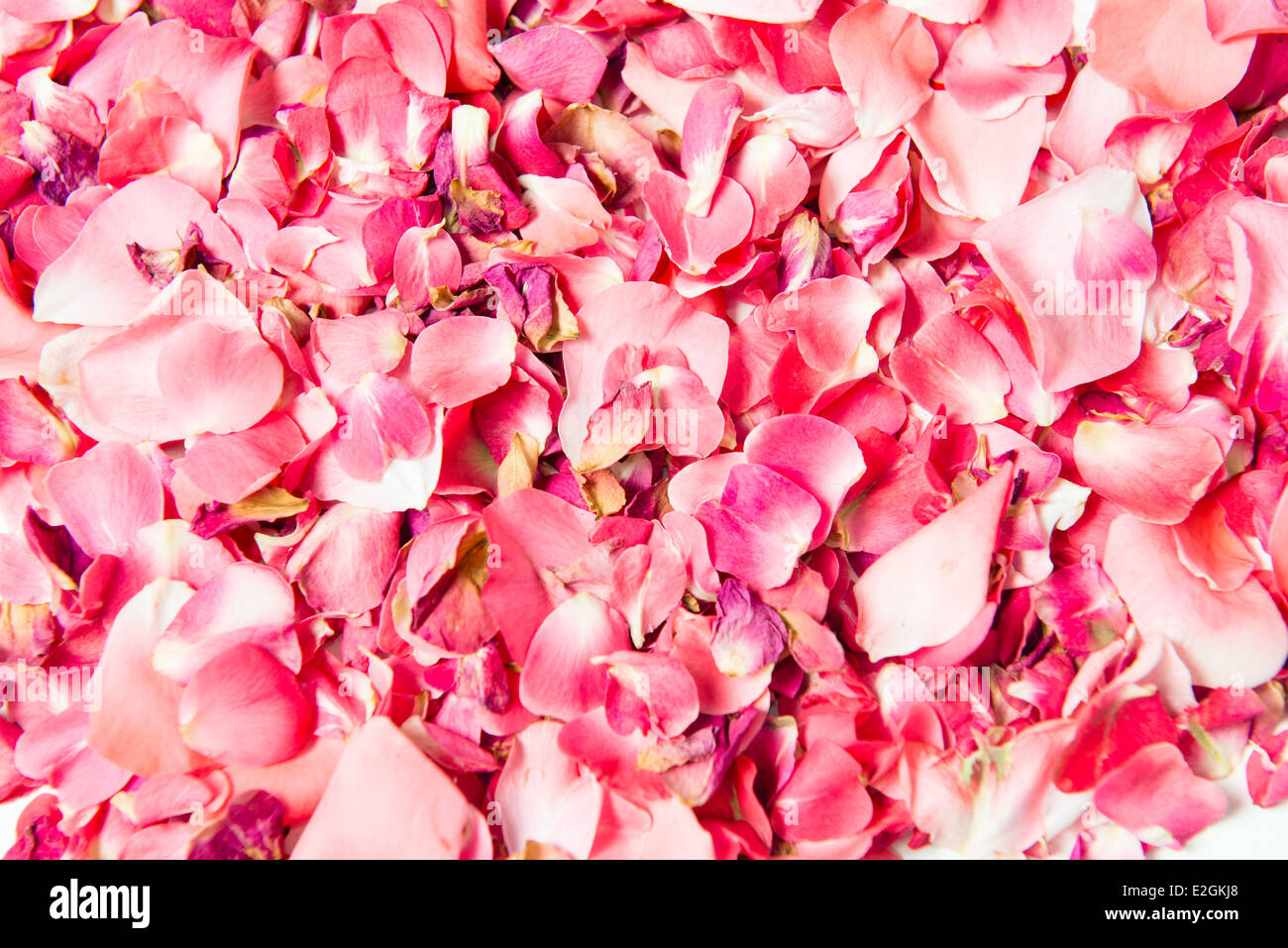 Pink rose petals scattered as a background Stock Photo - Alamy