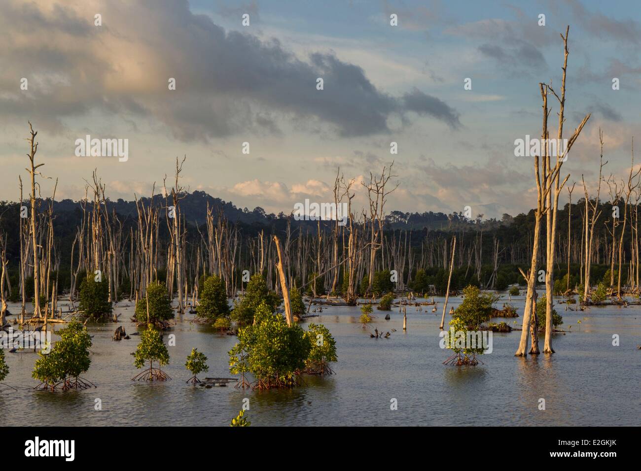 Indonesia Sumatra Island Aceh province Calang mangrove swamp after ...
