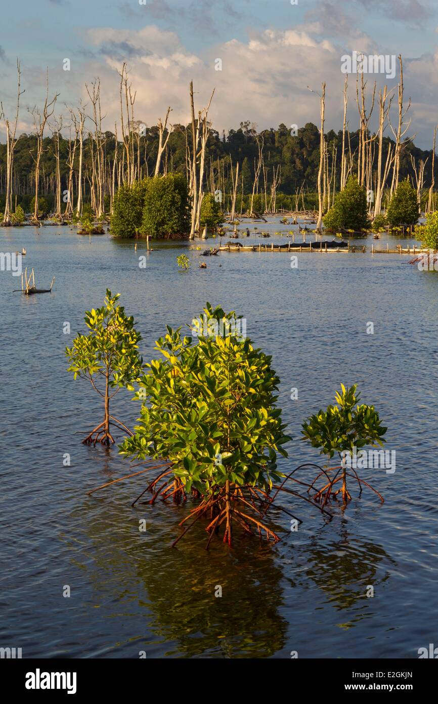 Indonesia Sumatra Island Aceh province Calang mangrove swamp after ...