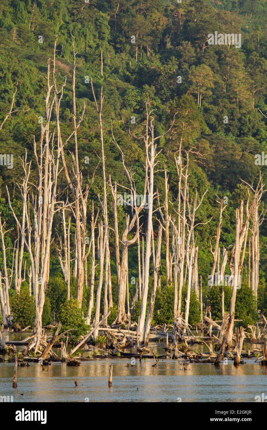 Indonesia Sumatra Island Aceh province Calang mangrove swamp after ...