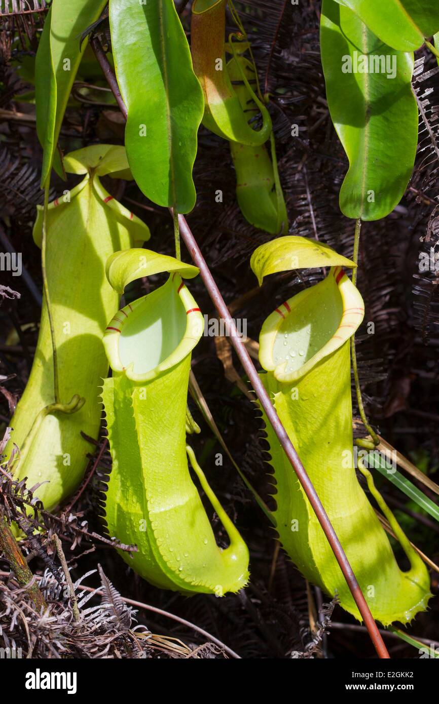 Nepenthes sp hi-res stock photography and images - Alamy