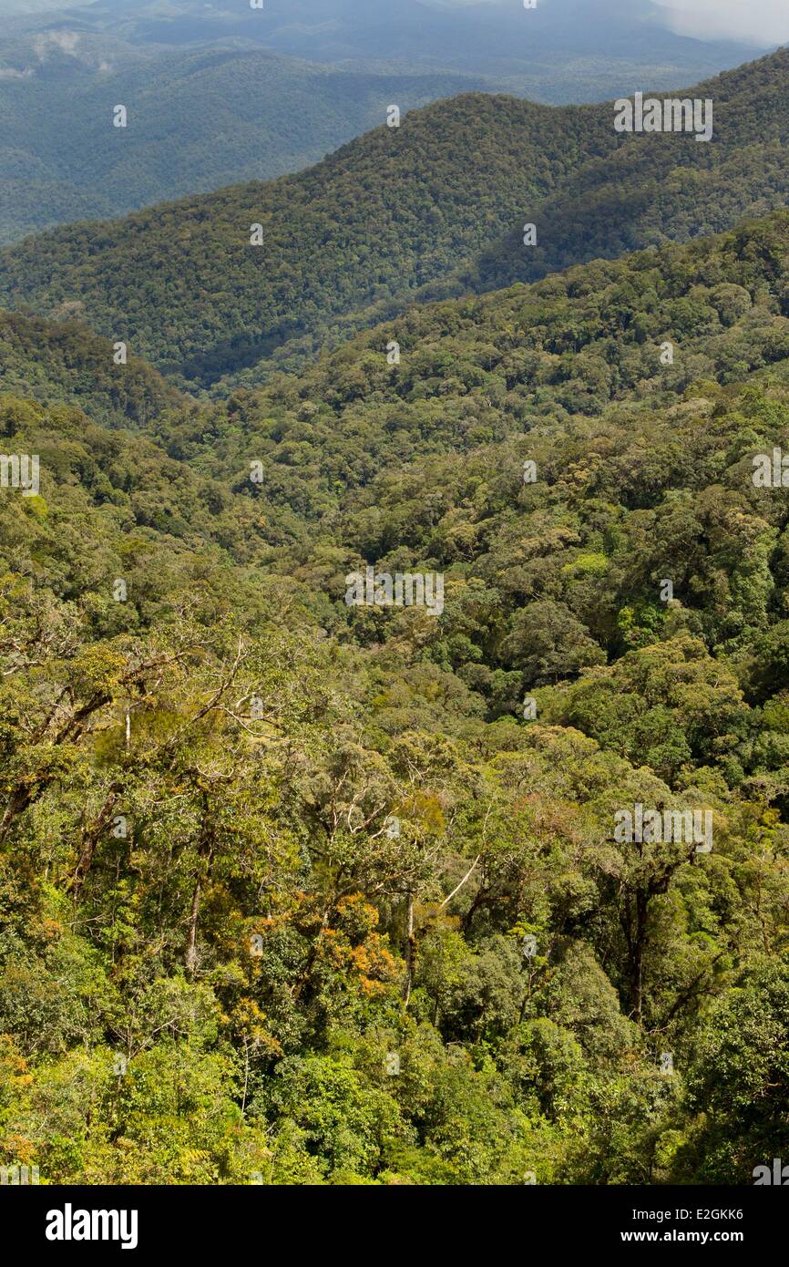 Indonesia Sumatra Island Aceh province Ladia Galaska Road Rainforest ...