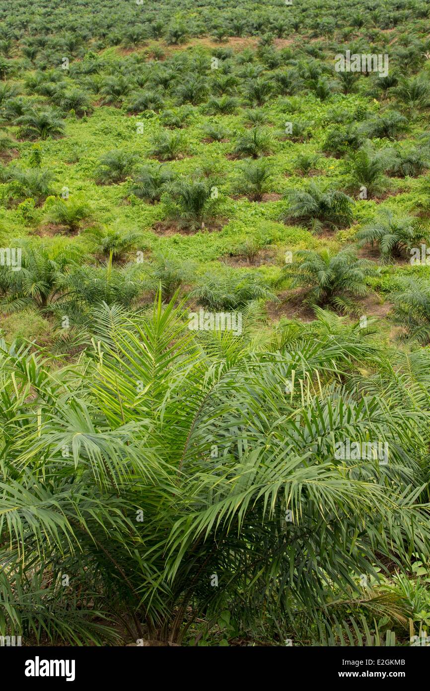 Deforestation indonesia sumatra High Resolution Stock Photography and ...