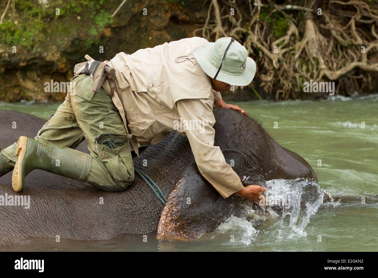 Indonesia Sumatra Island Aceh province Mahut member of Conservation ...