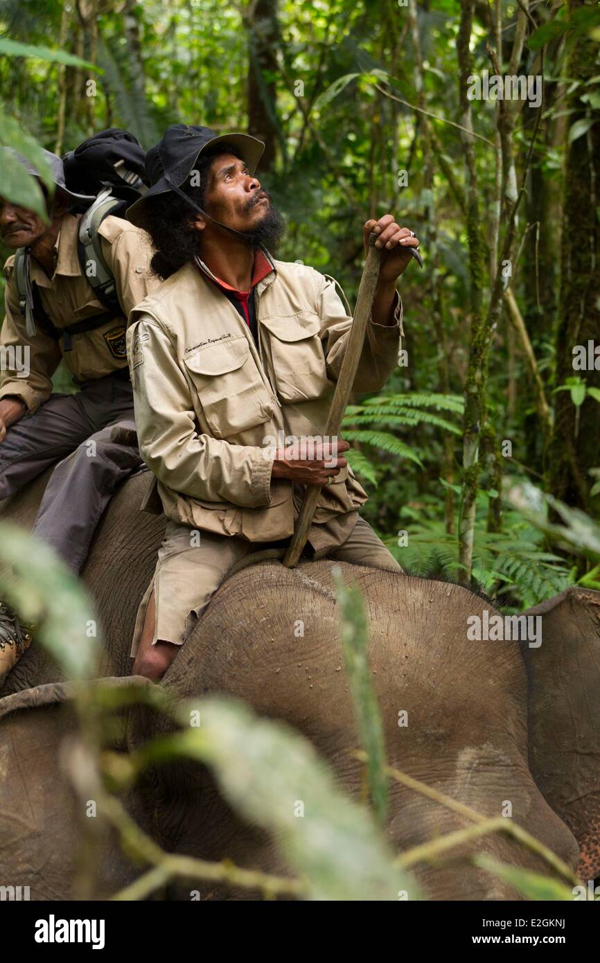 Indonesia Sumatra Aceh province Mane patrol rangers elephant of Sumatra ...