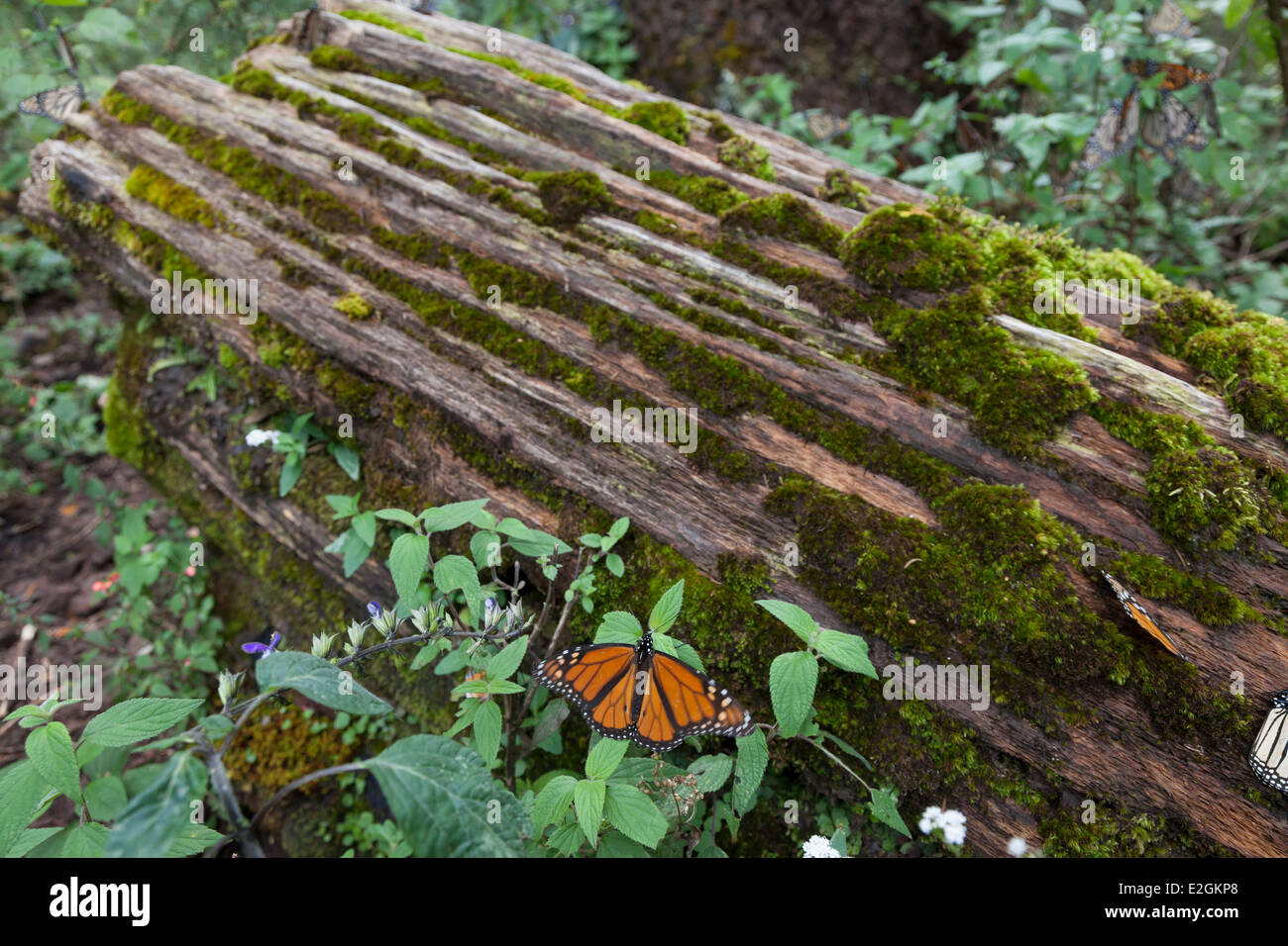 Lone monarch butterfly on a fallen log at the Monarch Butterfly ...