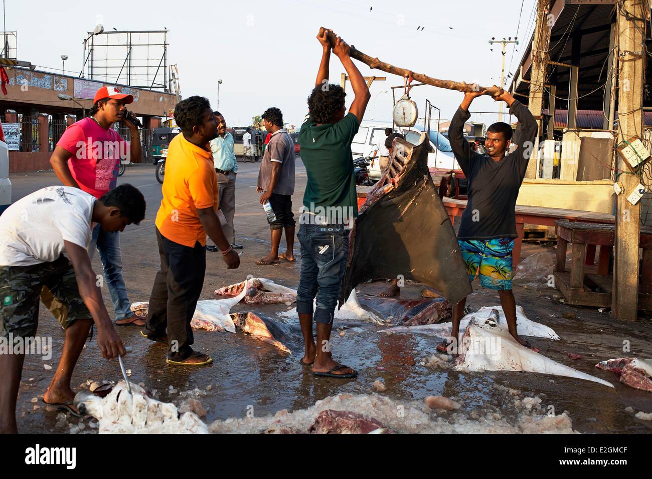 Sri Lanka Western Province Negombo fish market Weighing of Ray fish ...
