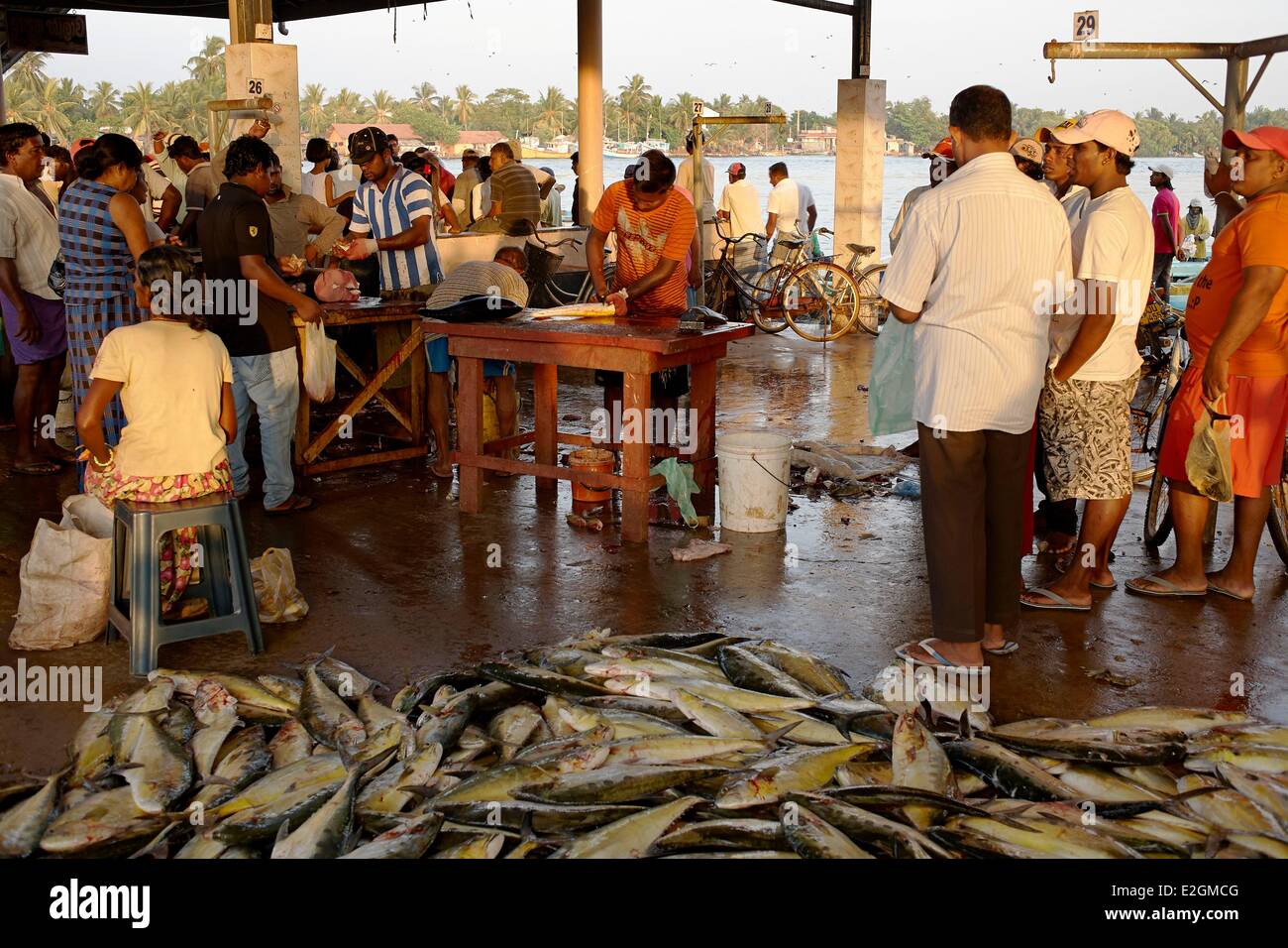 Sri Lanka Western Province Negombo fish market Stock Photo - Alamy