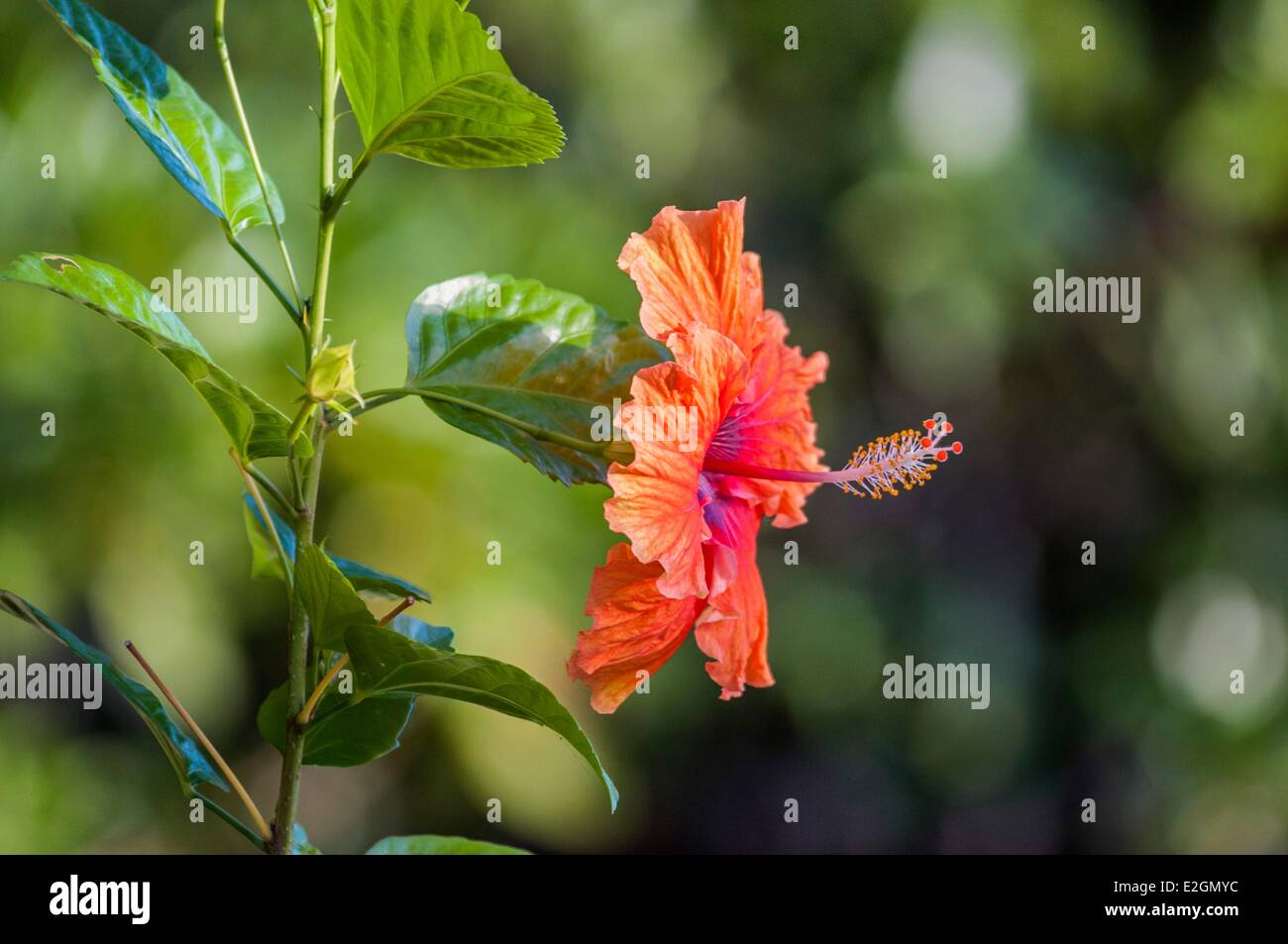 Cook Islands Aitutaki Island local vegetation hibiscus Stock Photo - Alamy