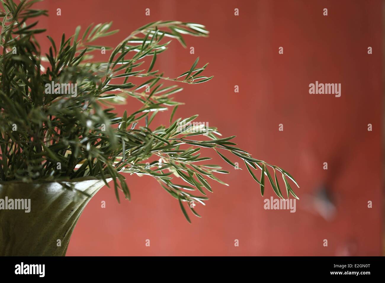 Plant of thor hi-res stock photography and images - Alamy