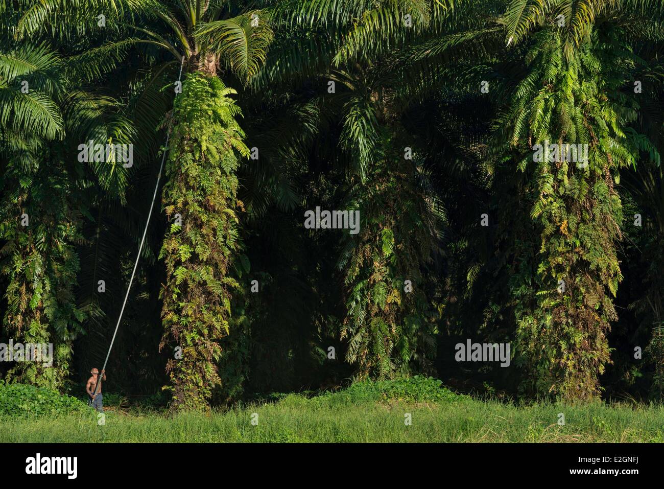 Papua New Guinea New Britain island West New Britain province Talasea ...