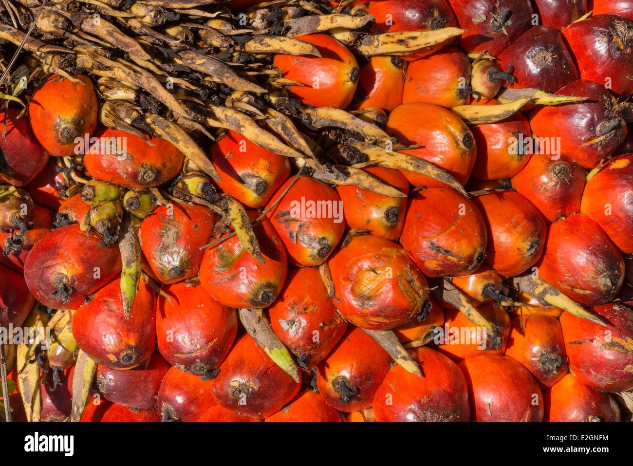 Papua New Guinea New Britain island West New Britain province Talasea ...