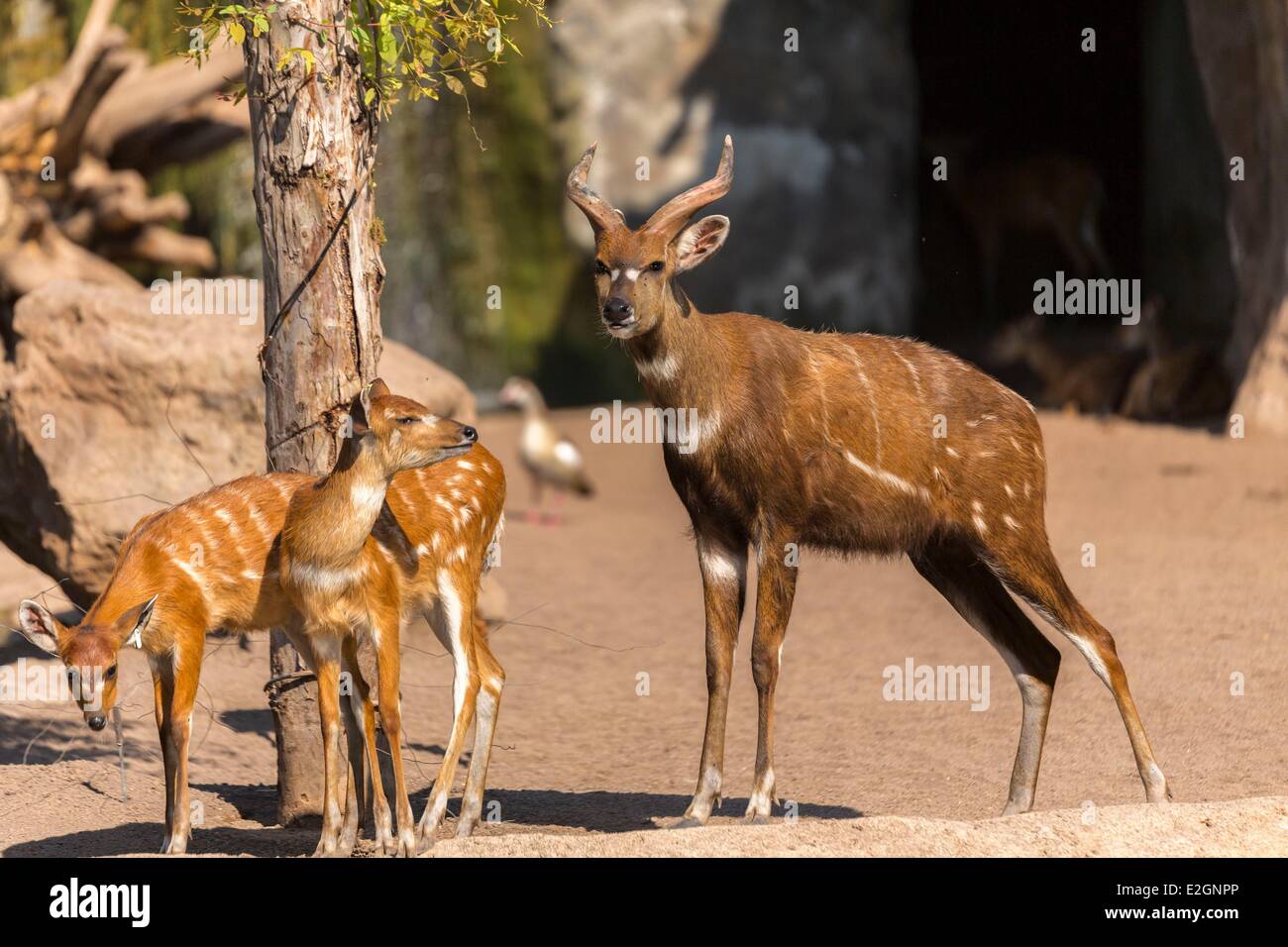 Spain Valencia Bioparc bongo (Tragelaphus eurycerus Stock Photo - Alamy