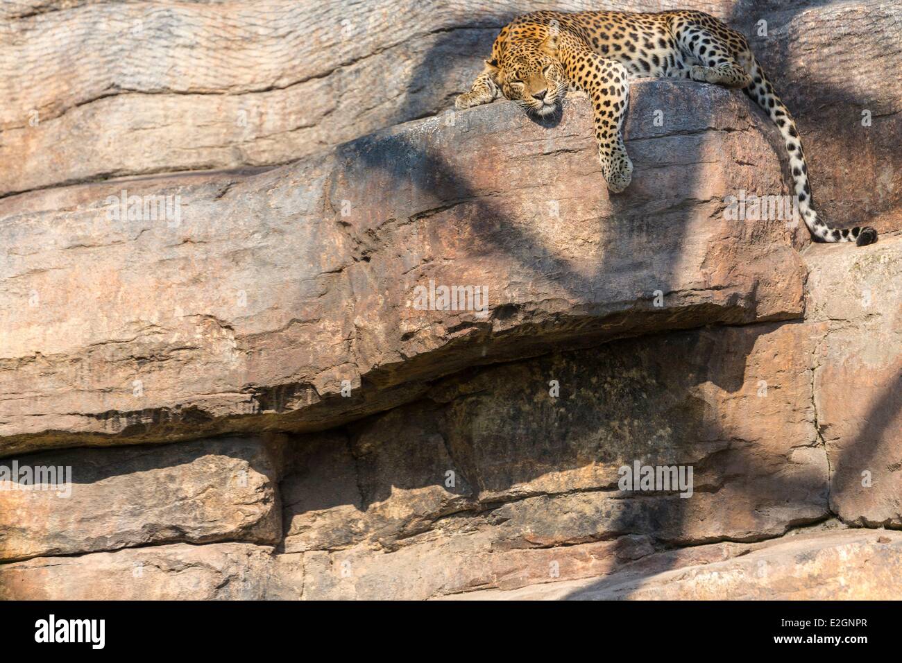 African leopard panthera pardus pardus hi-res stock photography and ...