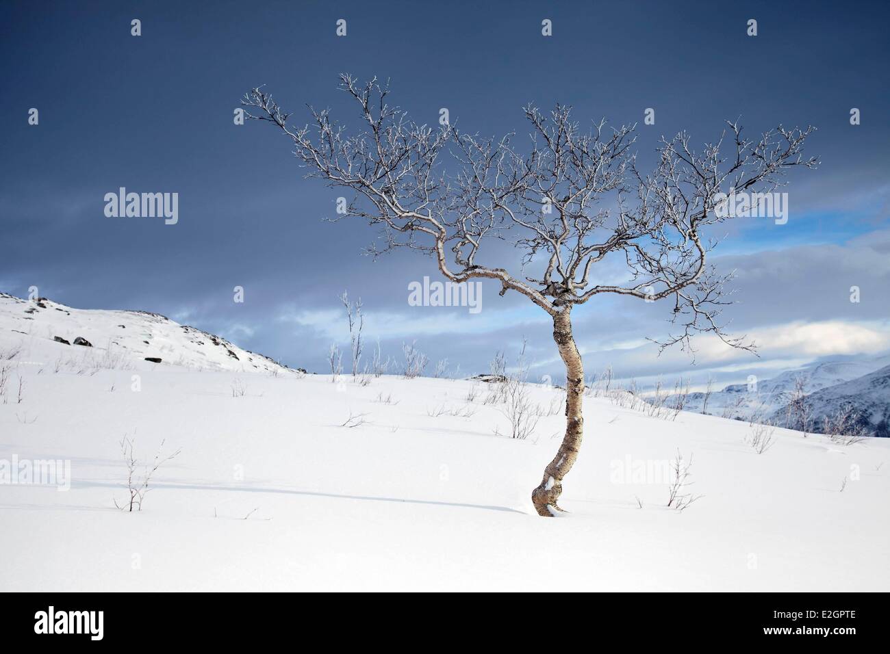 Tree in norway hi-res stock photography and images - Alamy