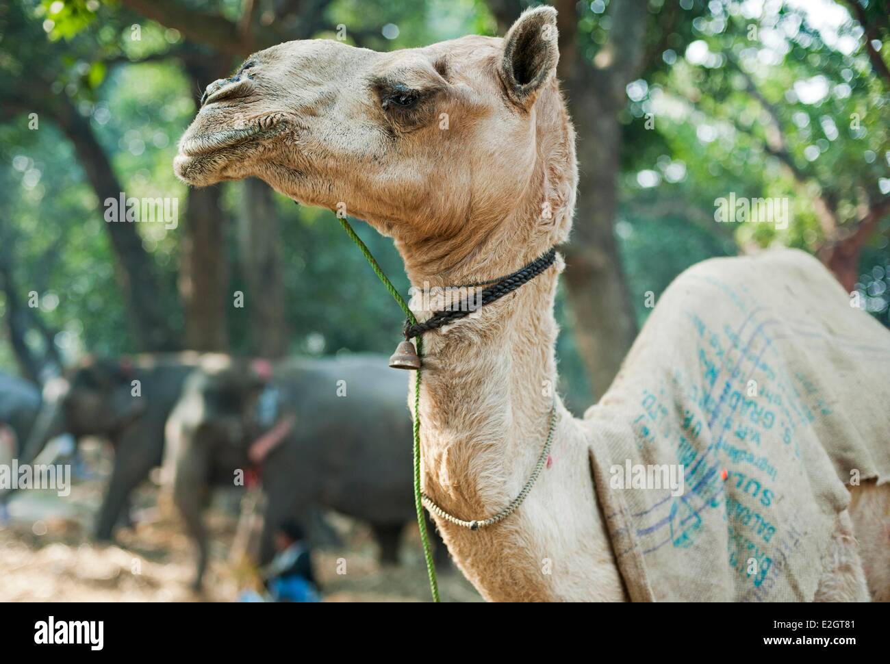 Sonepur mela hi-res stock photography and images - Alamy