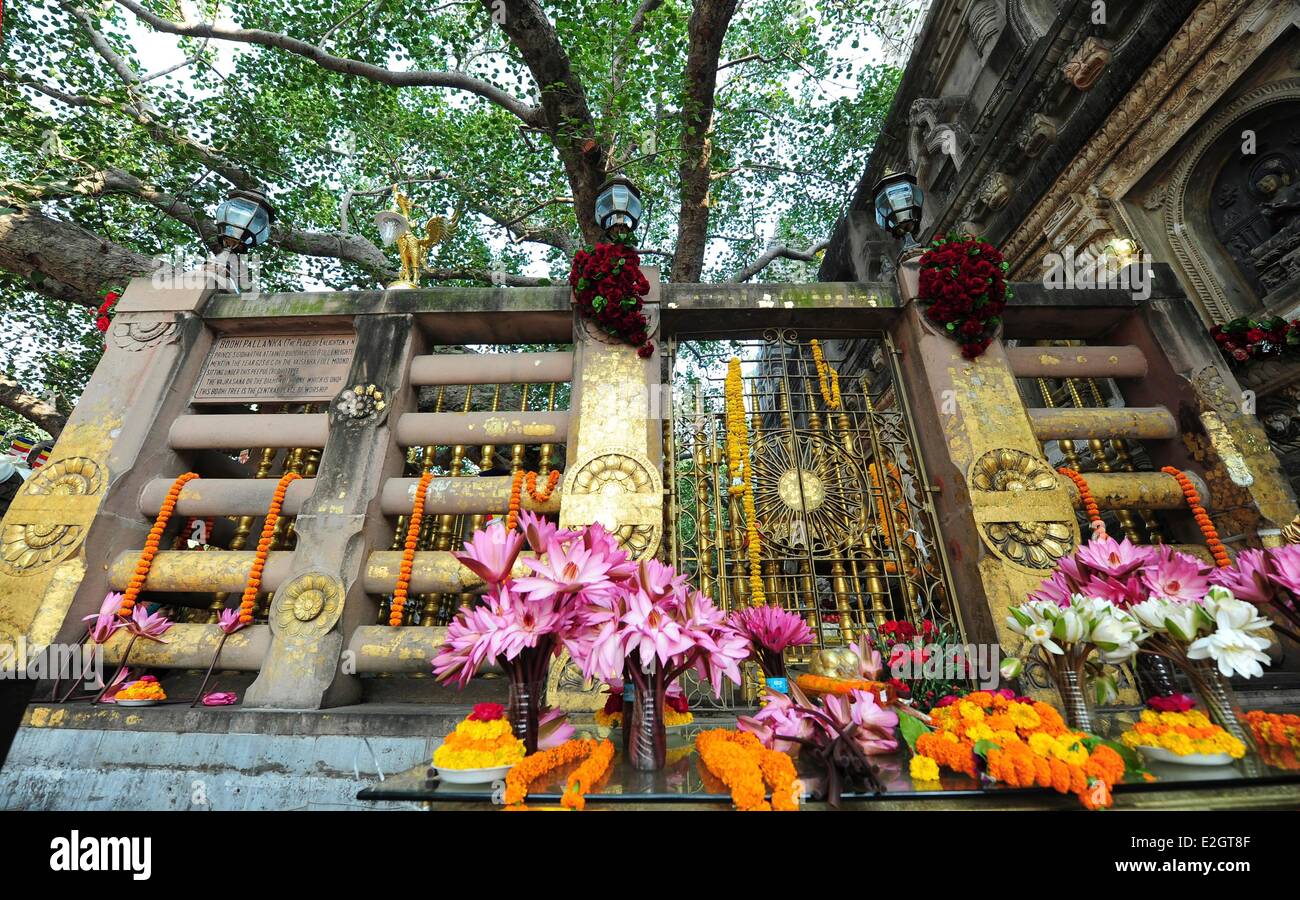 The great banyan tree hi-res stock photography and images - Alamy