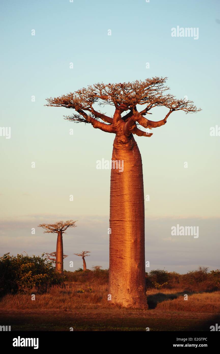 Madagascar Menabe region Morondava Baobab Alley view on Adansonia ...