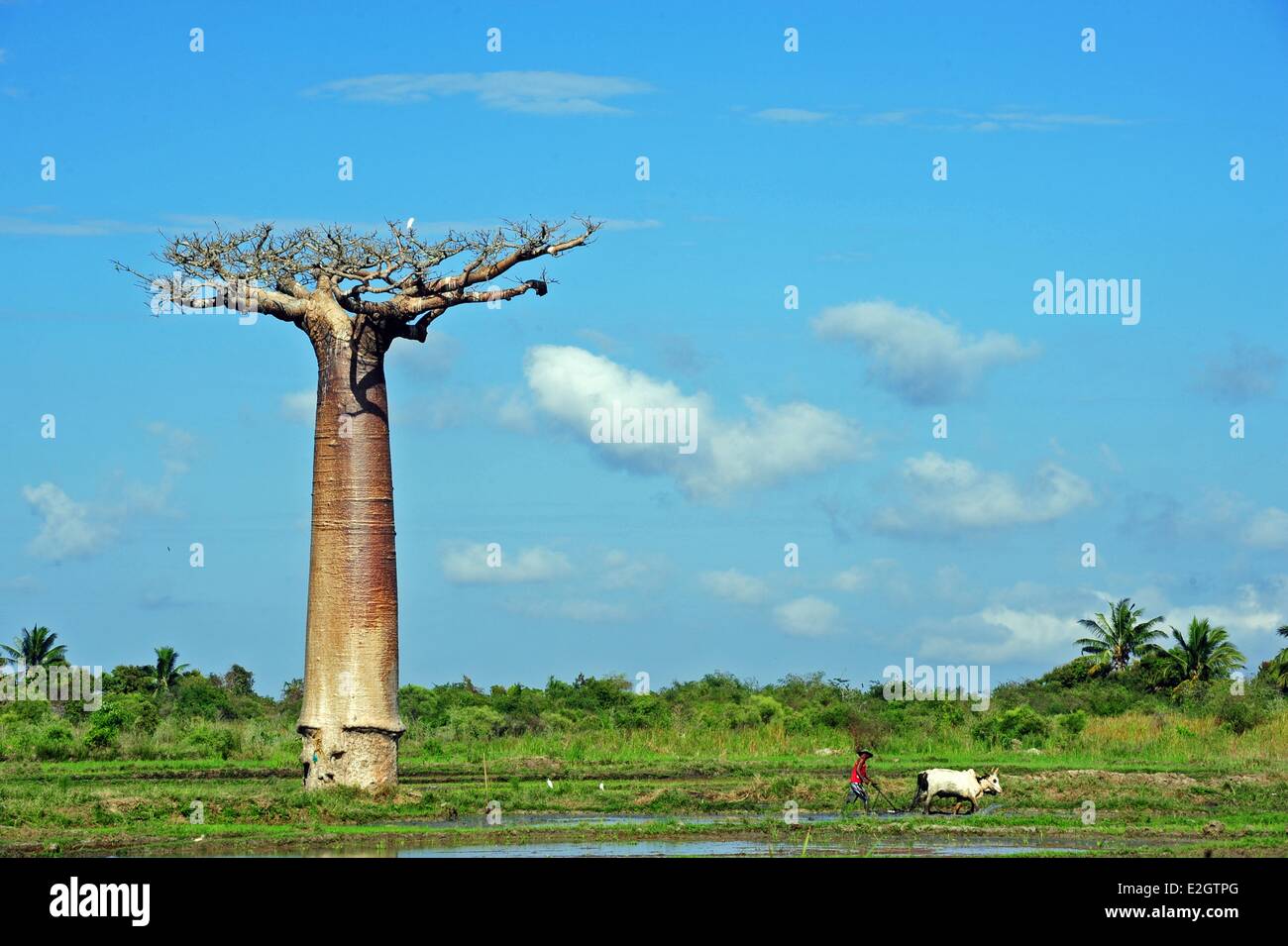 Madagascar Menabe region Morondava Baobab Alley view on Adansonia ...