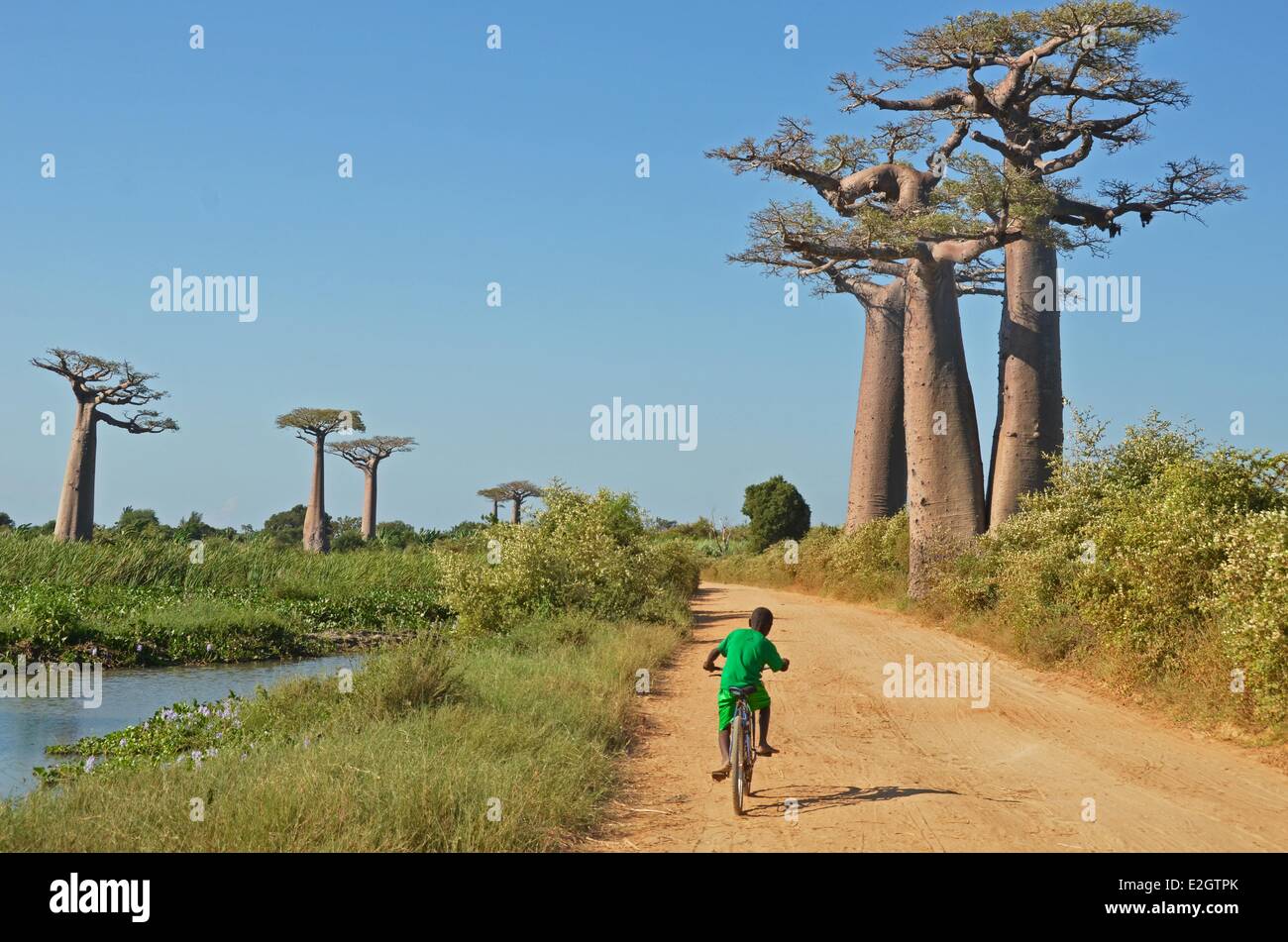 Madagascar Menabe region Morondava Baobab Alley child on bicycle with ...