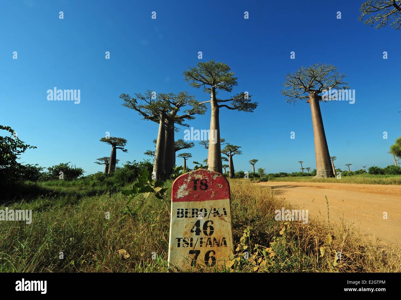 Madagascar Menabe region Morondava Baobab Alley view on Adansonia ...