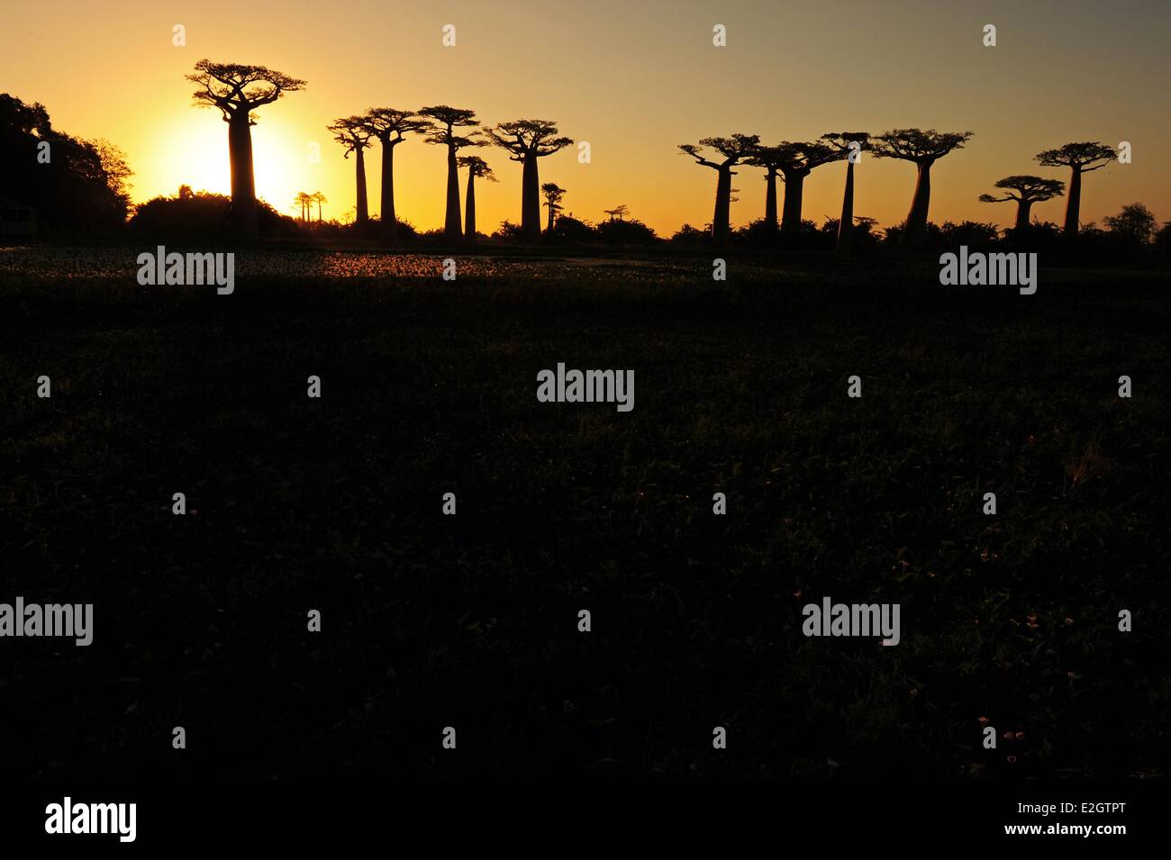 Madagascar Menabe region Morondava Baobab Alley view on Adansonia ...