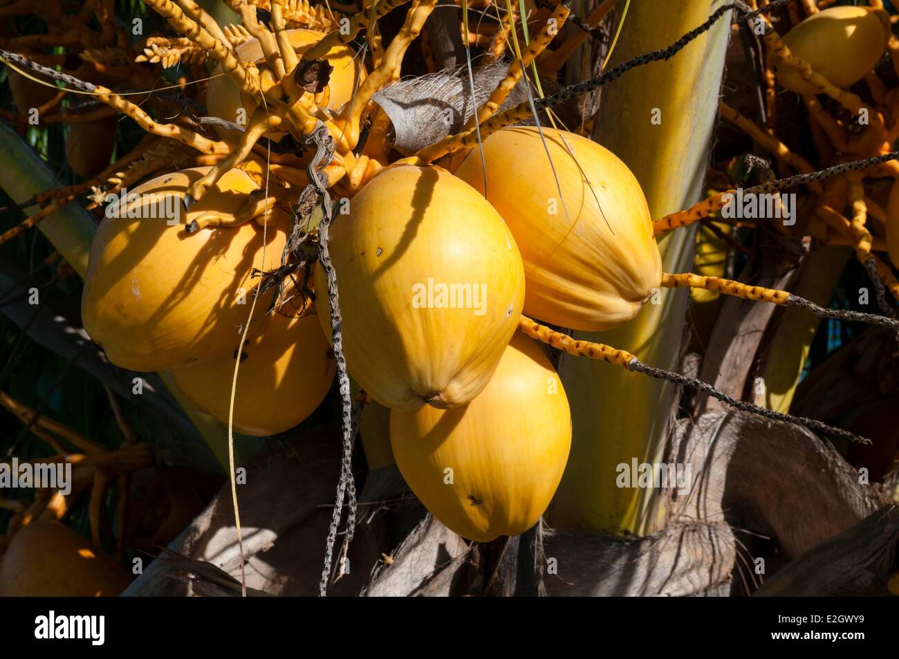 Seychelles Denis Island Coconut Stock Photo - Alamy